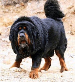 Tibet Mastifi Bakımı, Özellikleri ve Fiyatı | Evcil Hayvan Bloğu