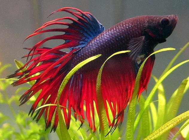 Beta Balığı | Evcil Hayvan Bloğu
