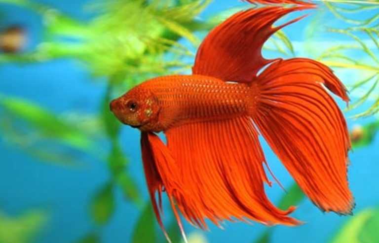 Beta Balığı | Evcil Hayvan Bloğu
