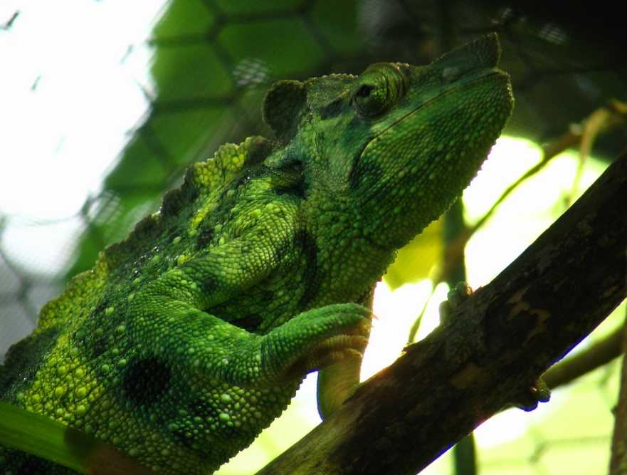 Evcil Bukalemun | Evcil Hayvan Bloğu