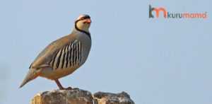 Keklik hakkında bilgi | Evcil Hayvan Bloğu