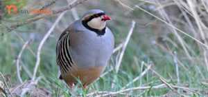 Keklik hakkında bilgi | Evcil Hayvan Bloğu