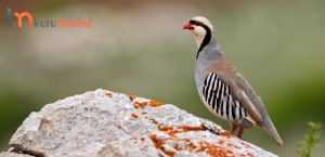 Keklik hakkında bilgi | Evcil Hayvan Bloğu