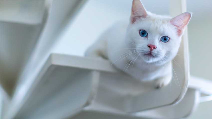 Van Kedisi Özellikleri Nelerdir? Kişiliği ve Bakımı Nasıl Yapılır ...