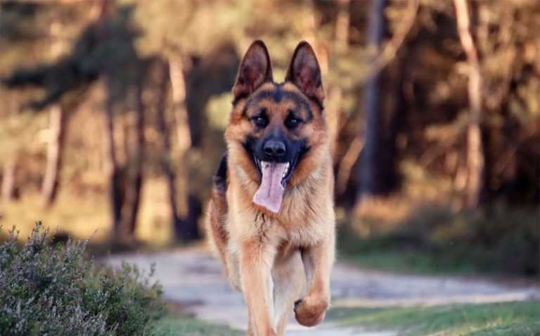 Alman Kurdu (K9): Eğitimi, Beslenmesi ve Bilinmeyen 10 Özelliği | Evcil ...