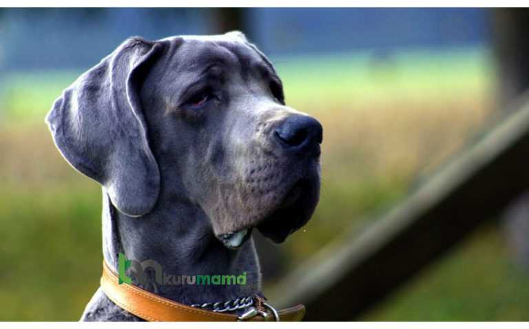 Danua Cinsi Köpek Hakkında Bilinmesi Gereken 10 Özellik [DANUA BAKIM ...