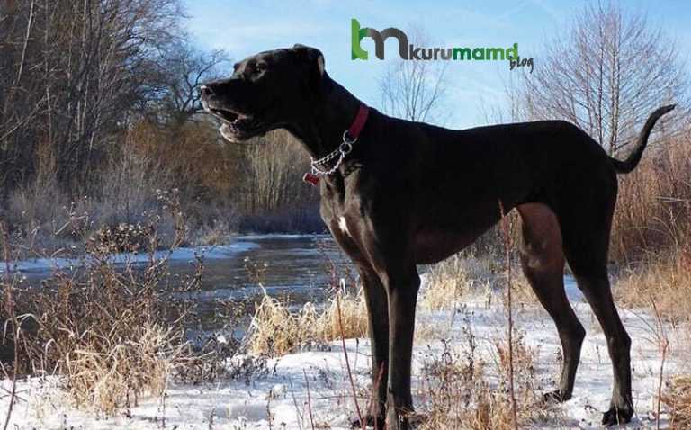 Danua Cinsi Köpek Hakkında Bilinmesi Gereken 10 Özellik [DANUA BAKIM ...