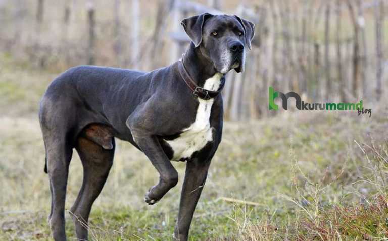 Danua Cinsi Köpek Hakkında Bilinmesi Gereken 10 Özellik [DANUA BAKIM ...
