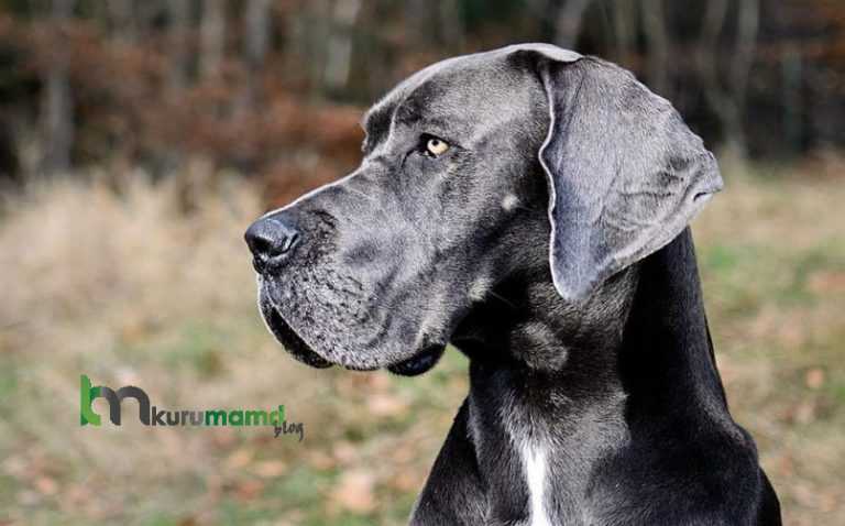 Danua Cinsi Köpek Hakkında Bilinmesi Gereken 10 Özellik [DANUA BAKIM ...