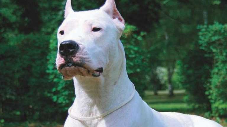 Dogo Argentino (Arjantin): Bakımı, Beslenmesi ve En Önemli 15 Özelliği ...