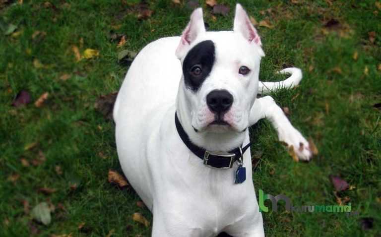 Dogo Argentino (Arjantin): Bakımı, Beslenmesi ve En Önemli 15 Özelliği ...