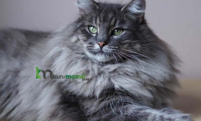 Norveç Orman Kedisi (Norwegian Forest) Özellikleri ve Bakım ...