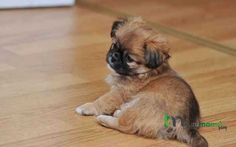 Pekinez Cinsi Köpekler Hakkında Merak Edilen Her Şey [10 Özellik ...