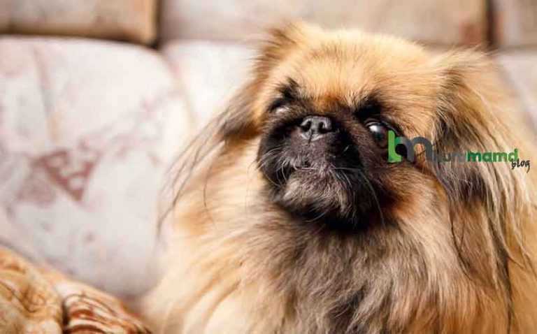 Pekinez Cinsi Köpekler Hakkında Merak Edilen Her Şey [10 Özellik ...