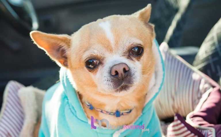 Chihuahua (Şivava): Bakımı, Beslenmesi ve Özellikleri [ Dünyanın En ...