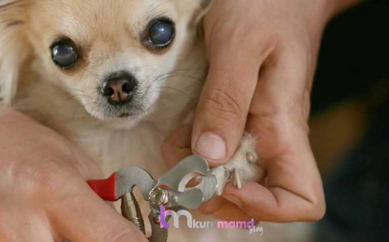 Chihuahua (Şivava): Bakımı, Beslenmesi ve Özellikleri [ Dünyanın En ...