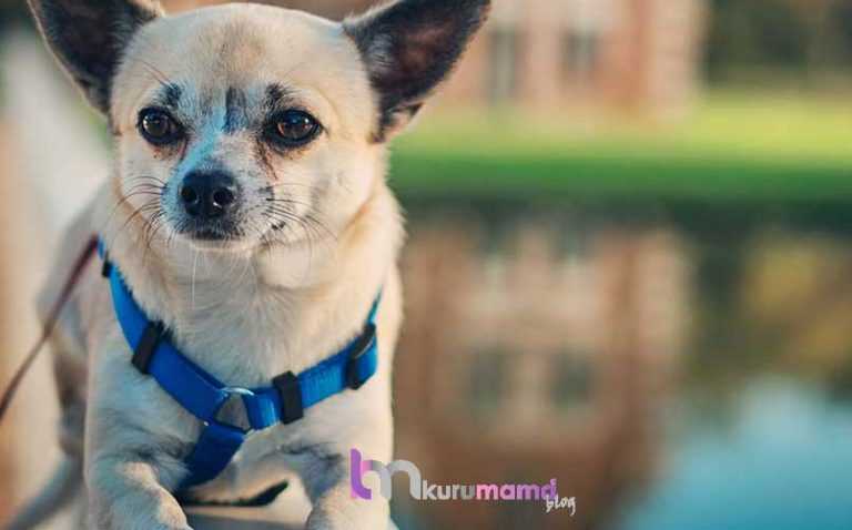 Chihuahua (Şivava): Bakımı, Beslenmesi ve Özellikleri [ Dünyanın En ...