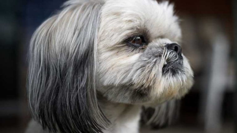 Shih Tzu (Şitsu) | Evcil Hayvan Bloğu