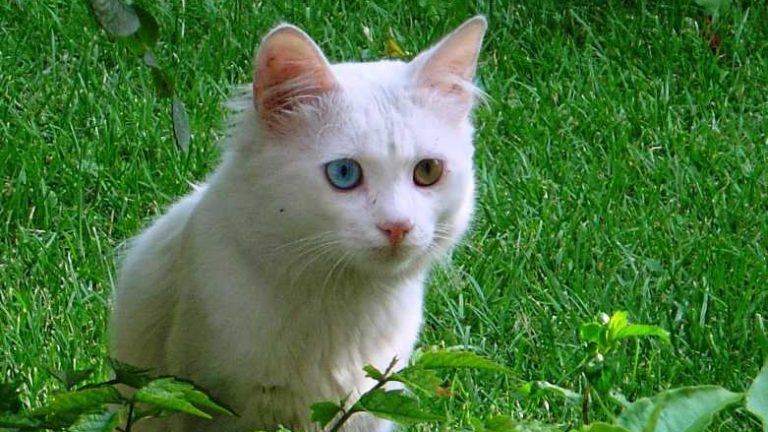 Van Kedisi Karakteristik Özellikleri ve Bakımı | Evcil Hayvan Bloğu